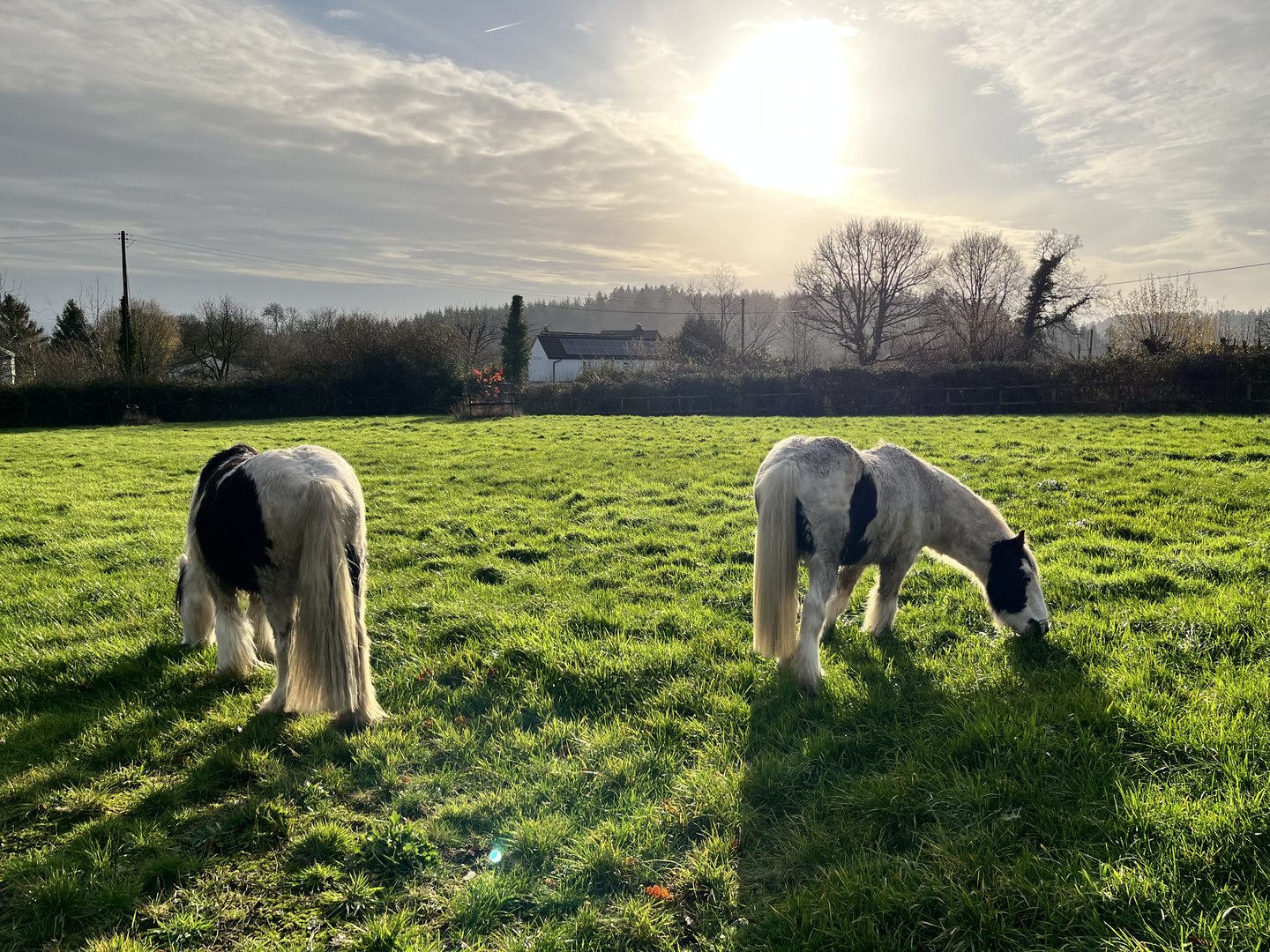 From tragedy to triumph: How one rescue call changed a pony’s life ...